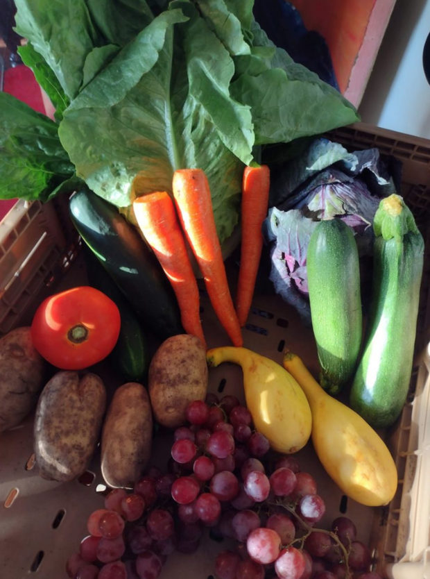 Reed seeks backing as grows sustainable food project at Chi Farms in ...